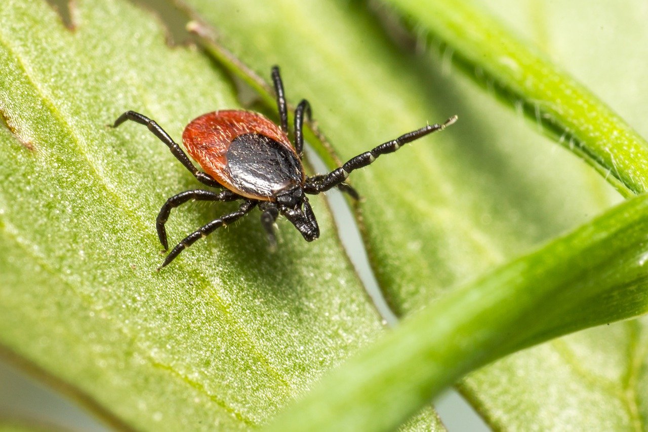 Doença de Lyme: transmitida pelo carrapato, pode causar problemas nas ...